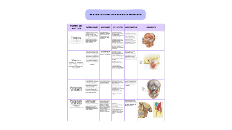 MUSCULOS MASTICADORES | PDF | Anatomía | Sistema musculoesquelético