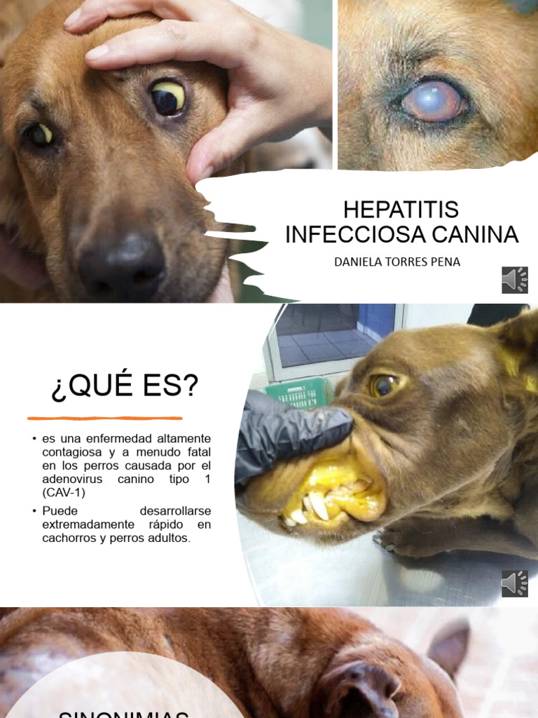 Hepatitis Infecciosa Canina | PDF | Hepatitis | Infección