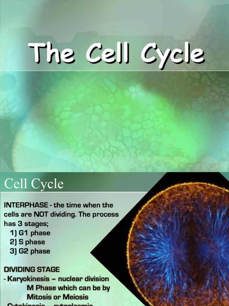 4Cell Cycle | PDF | Mitosis | Chromosome