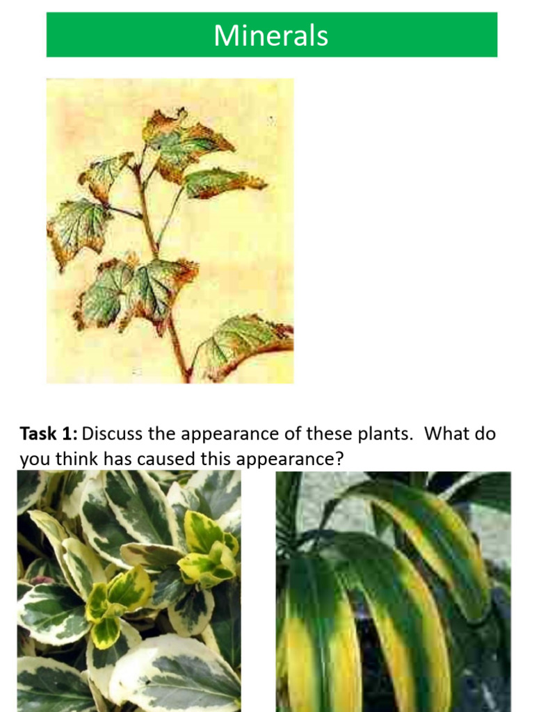 Minerals and Plant Growth | PDF | Biology | Biochemistry