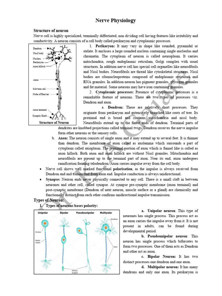 Nerve Physiology | PDF | Chemical Synapse | Action Potential