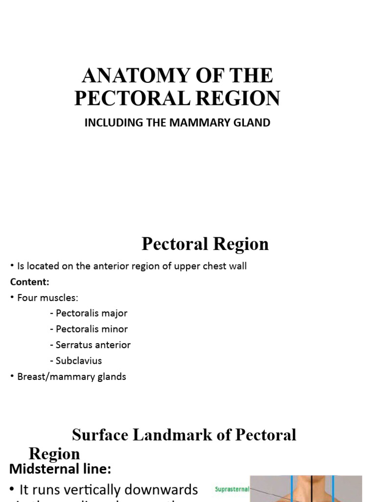 Anatomy of The Pectoral Region | PDF | Breast | Thorax
