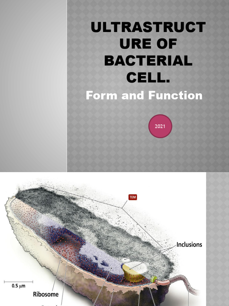 Structure of Bact P.E.2018 | PDF | Cell (Biology) | Bacteria