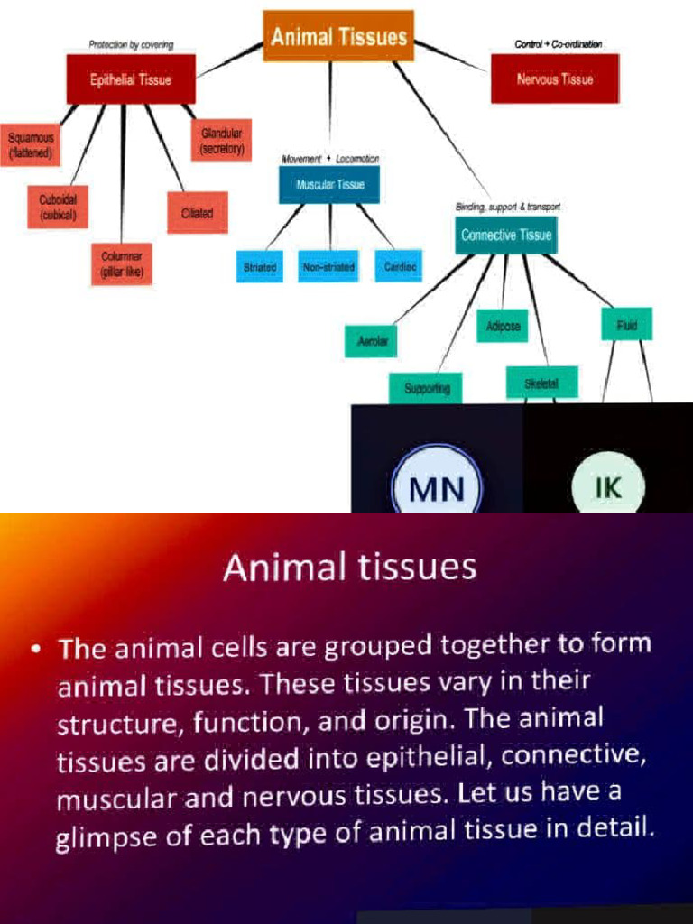 Biology Tissue | PDF