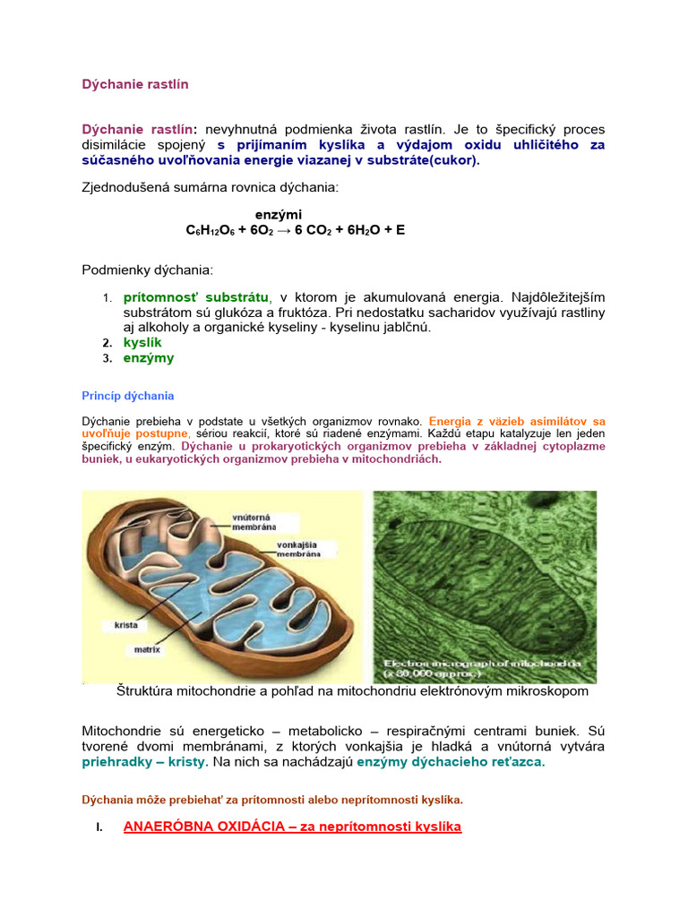 dychanie rastlín 2 | PDF