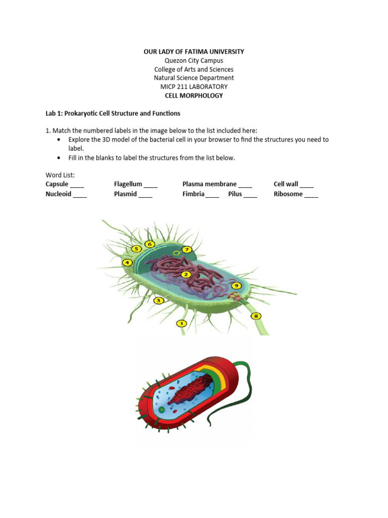 Cell Morphology Lab Guide | PDF