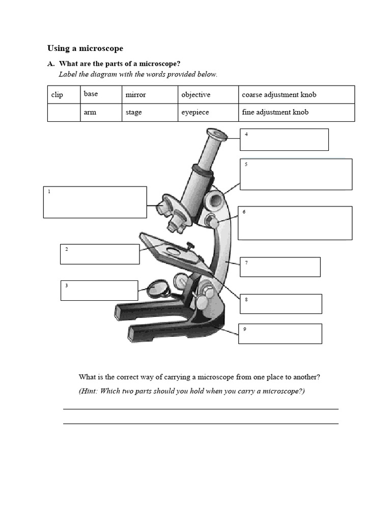 Using A Microscope | PDF | Microscope | Laboratory Equipment