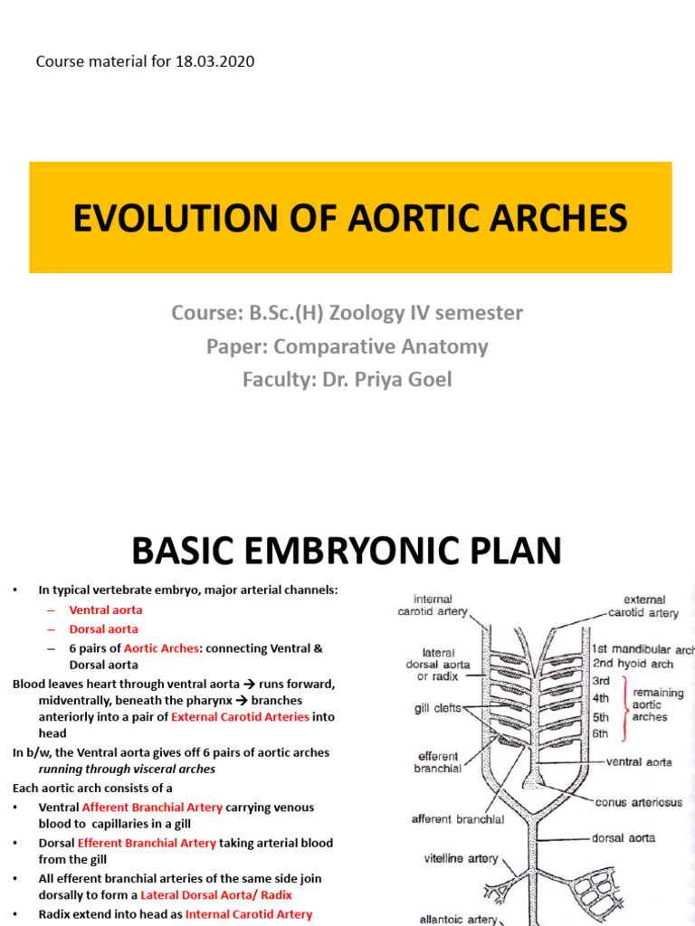 EVOLUTION OF AORTIC ARCHES 18.03.2020 and 20.03.2020 | PDF | Aorta | Gill
