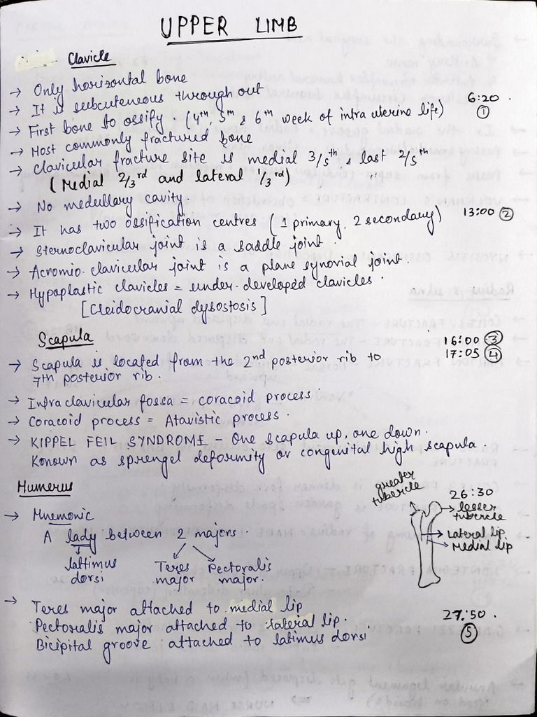 Upper Limb PDF by Sahnik | PDF | Human Anatomy | Limbs (Anatomy)