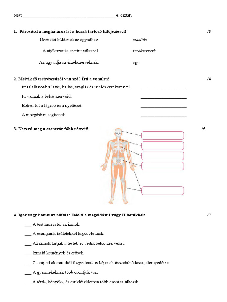 Köri - Emberi Test - Témazáró | PDF