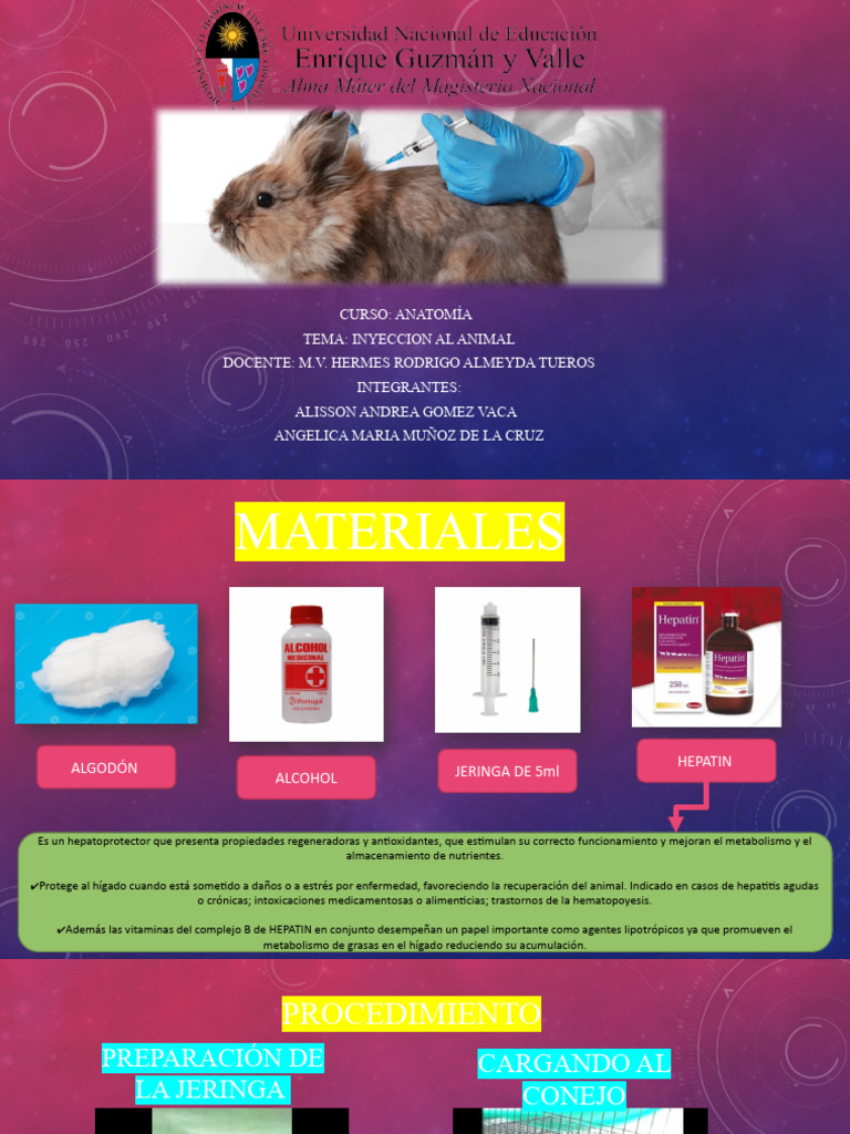 Anatomia Conejo 2 Practica Pdf