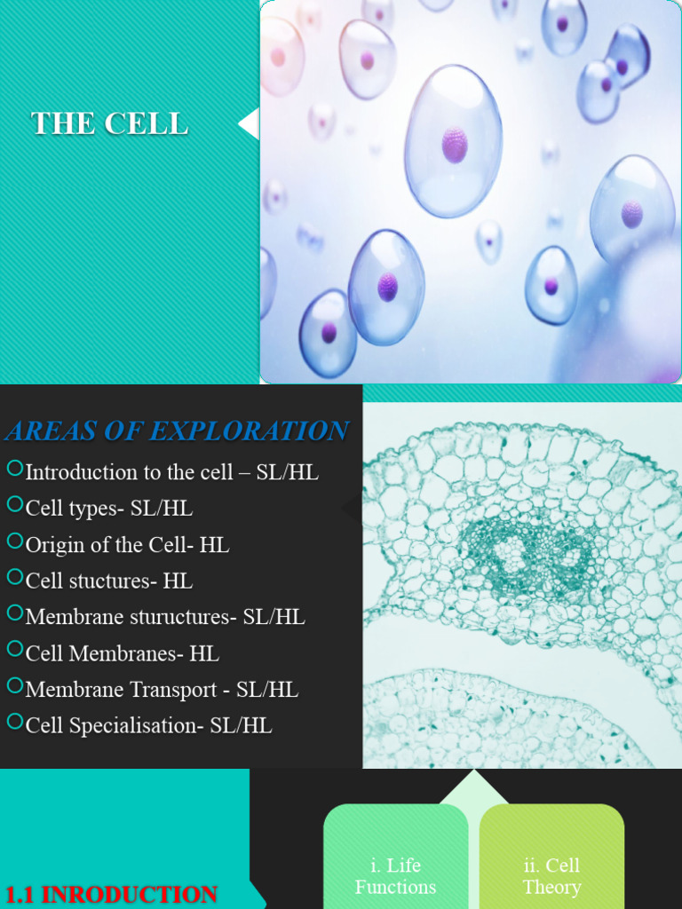 M 25 - The CELL - Introduction and Cell Types. | PDF | Cell (Biology ...