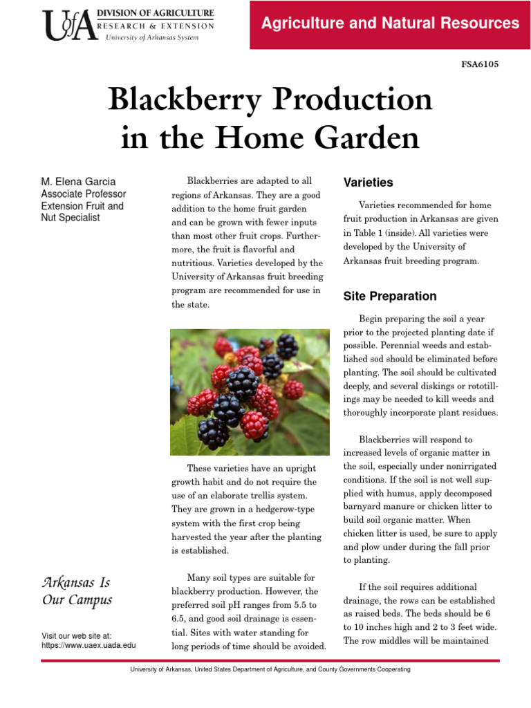 Blackberry Production in The Home Garden | PDF | Blackberry | Soil