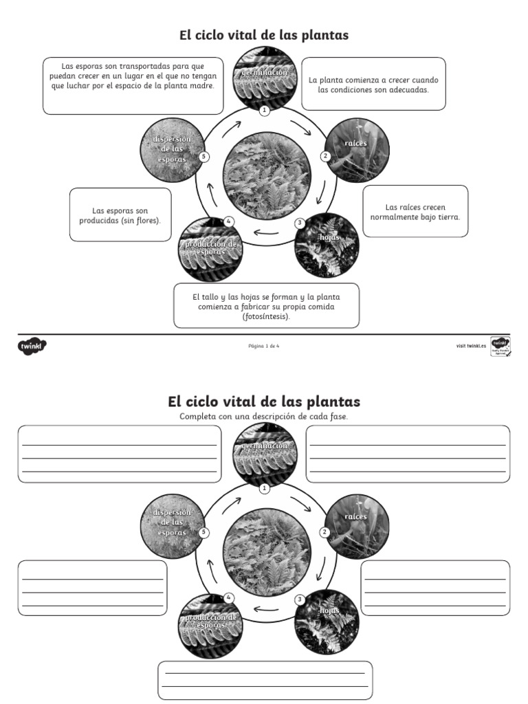 Hojas De Trabajo Sobre El Ciclo De Las Plantas Ciclos De Vida De Las