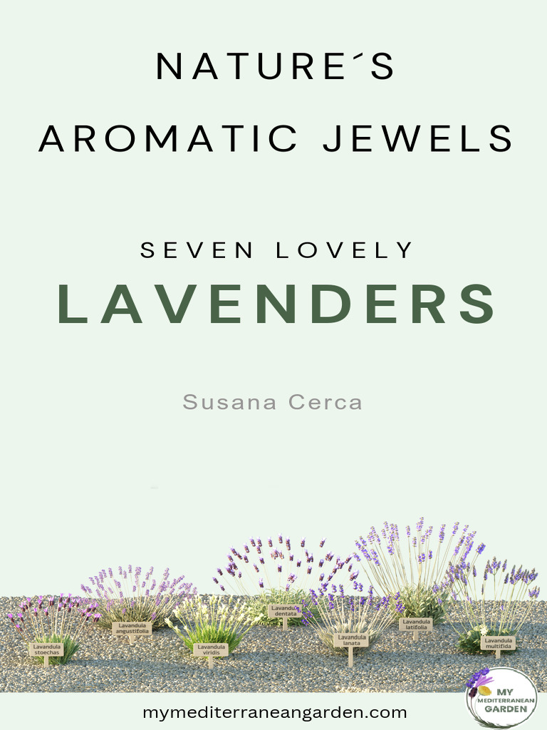 Lavandula | Download Free PDF | Lavandula | Botany