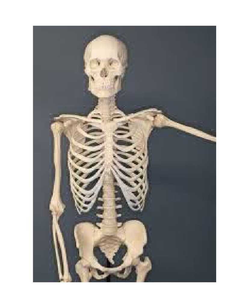 esqueleto | PDF