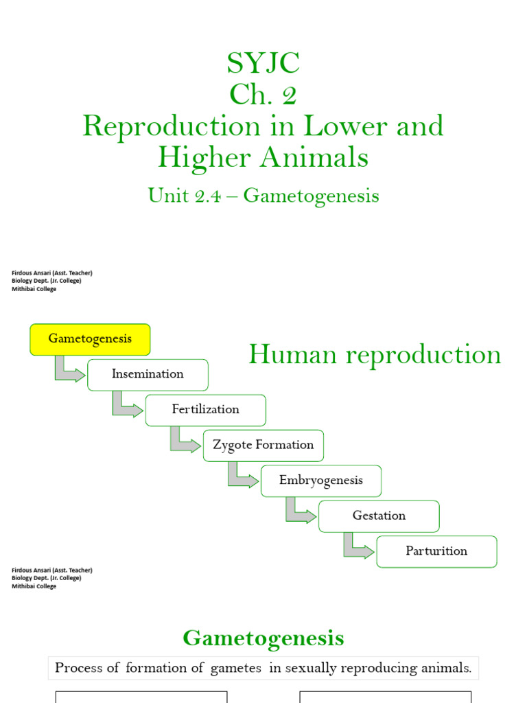 SY 2. Unit 2.4 - Gametogenesis and Gamete Structure | PDF | Sperm | Meiosis