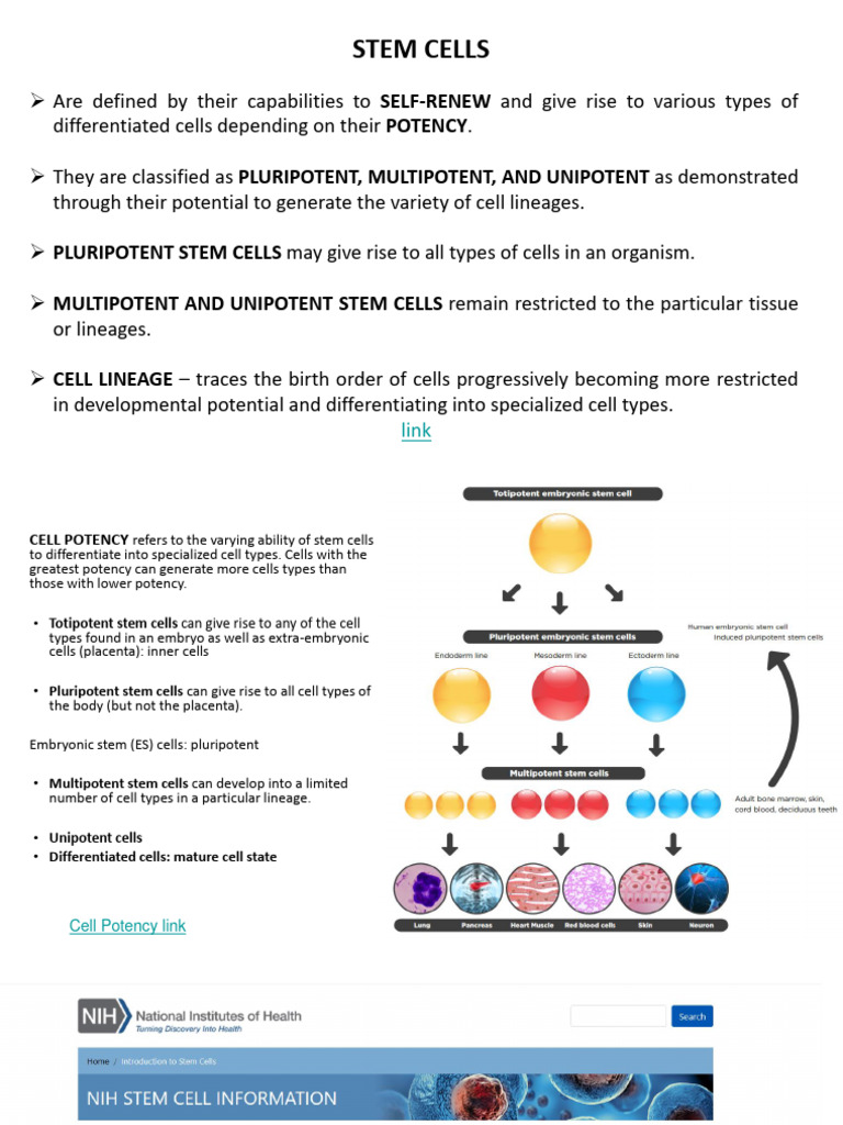 Class_22_CellBiology_MB_2023_2024 | PDF | Cell Potency | Stem Cell