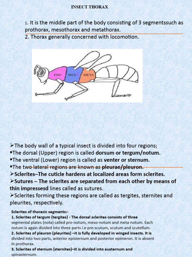 Insect Thorax & Legs | PDF | Insects | Arthropodology