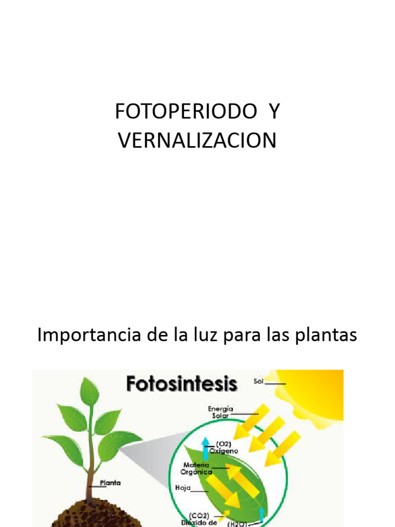 Fotoperiodo y Vernalización | Descargar gratis PDF | Plantas | Botánica