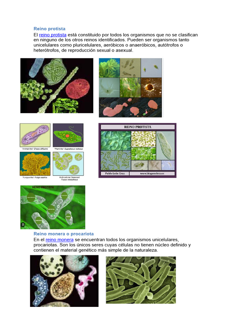 Reino Las arqueas o Archaea | PDF