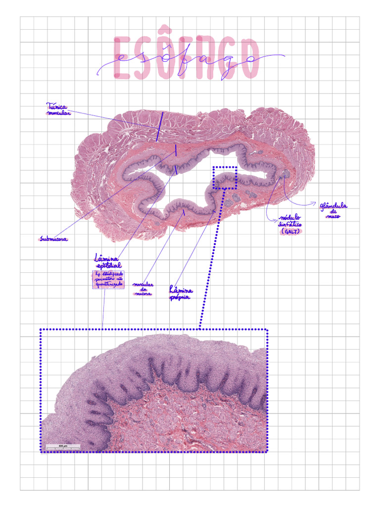 Histologia - Esôfago | PDF