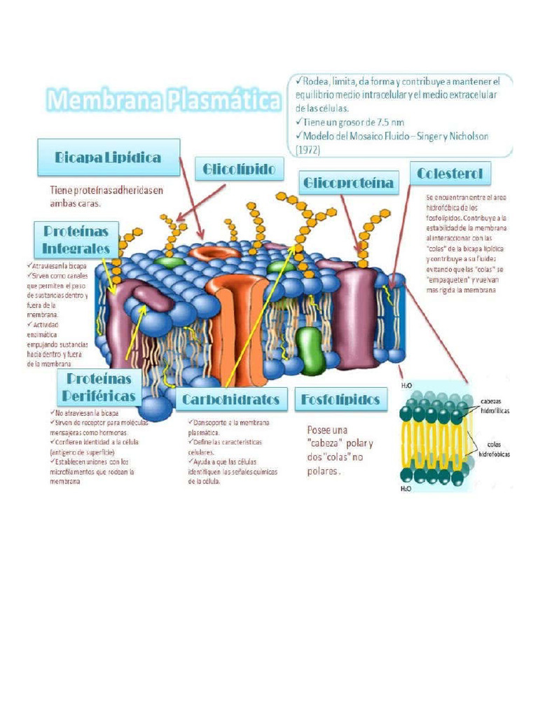 Maqueta Membrana Plasmatica Explicaciones Pdf