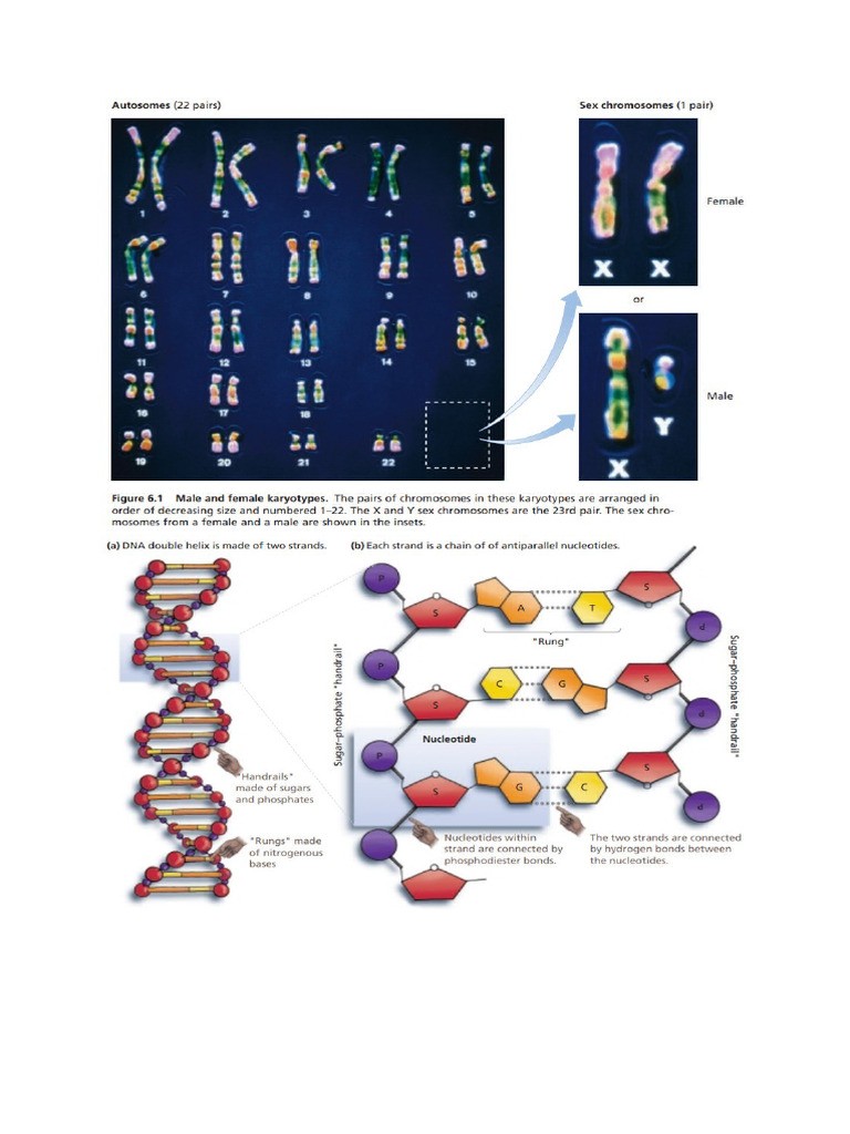 BIO123 - DNA Detective Study Guide | PDF