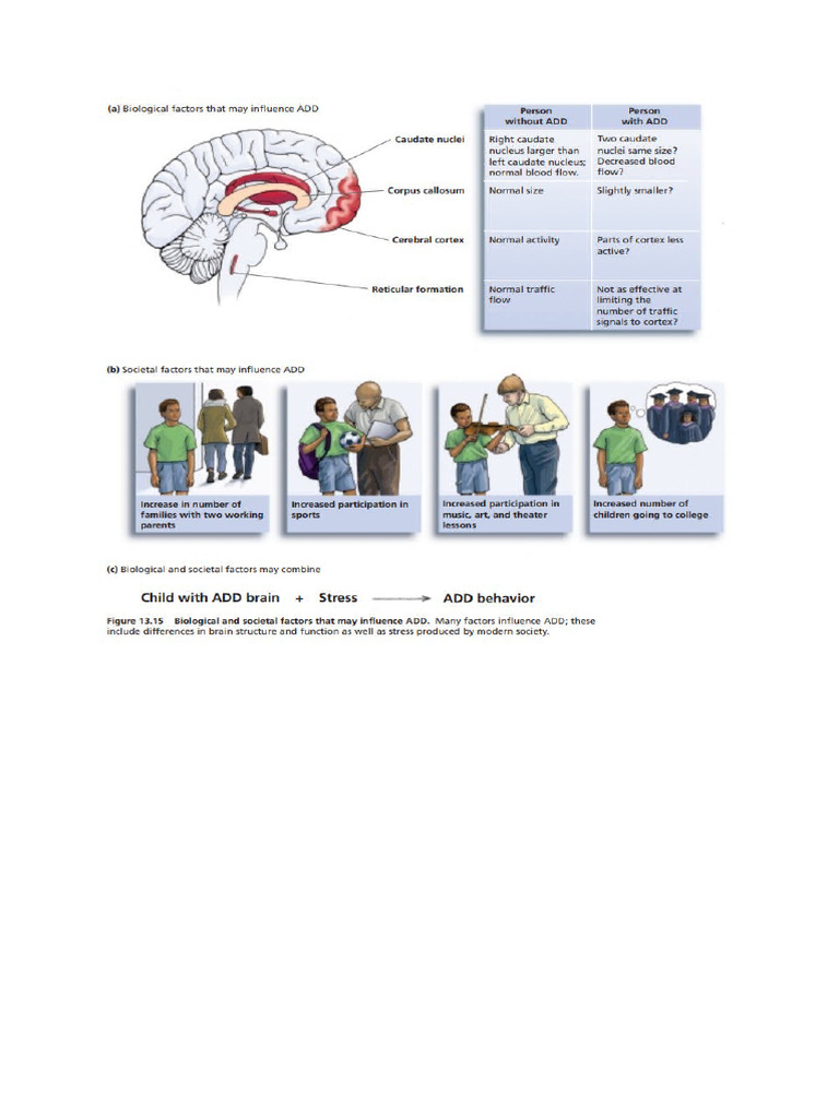 BIO123 - Attention Deficit Disorder | PDF