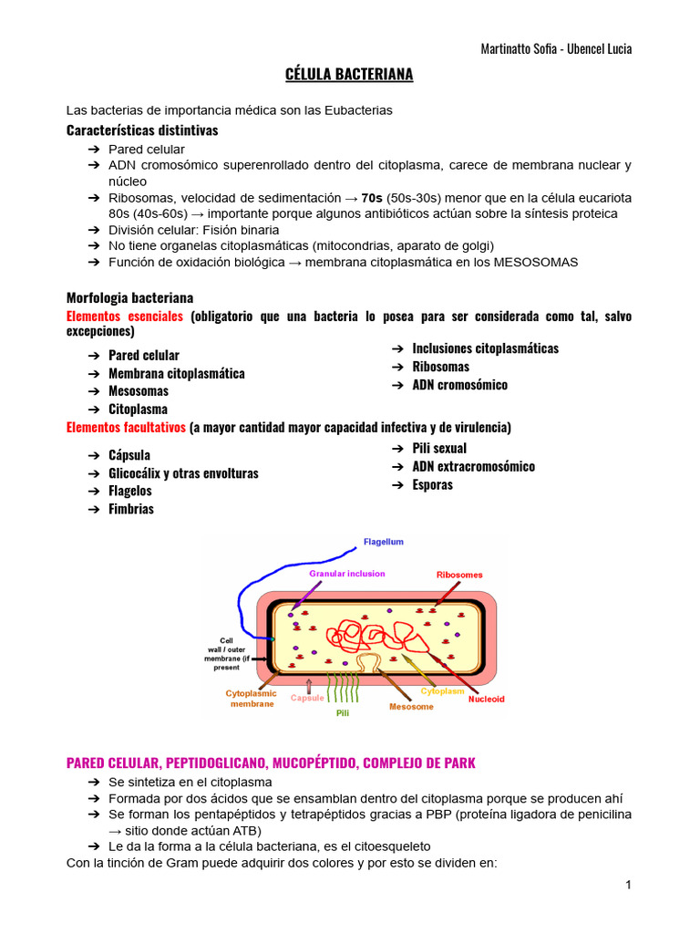 Resumen Micro Bacterio | PDF | Las bacterias | Citoplasma