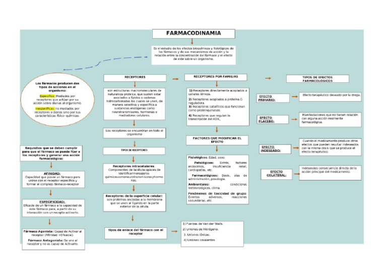 Dianas y receptores mapa conceptual | PDF