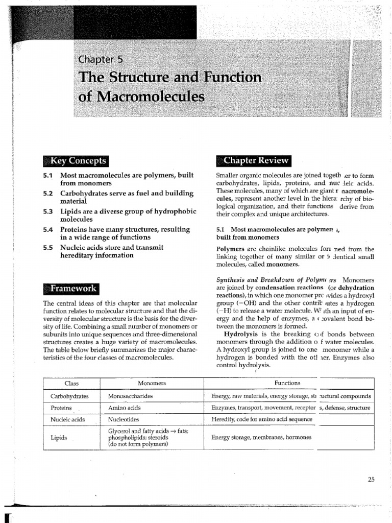 Chapter 5 Study Guide and Key | PDF