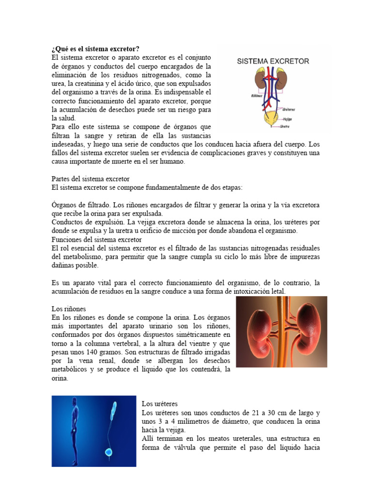 Qué Es El Sistema Excretor | PDF | Sistema urinario | Orina