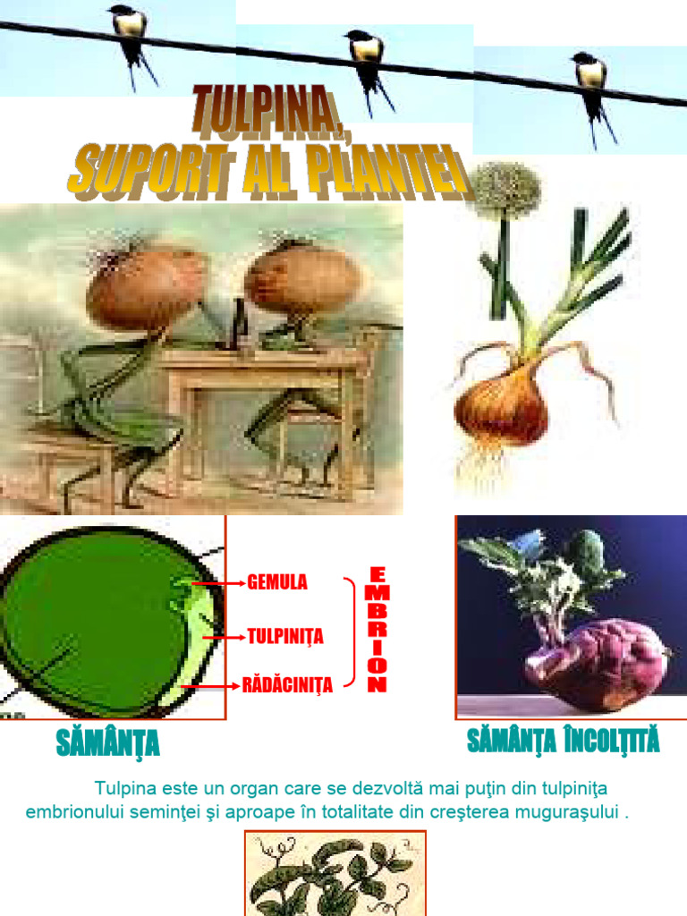 Tulpina, Suport Al Plantei | PDF