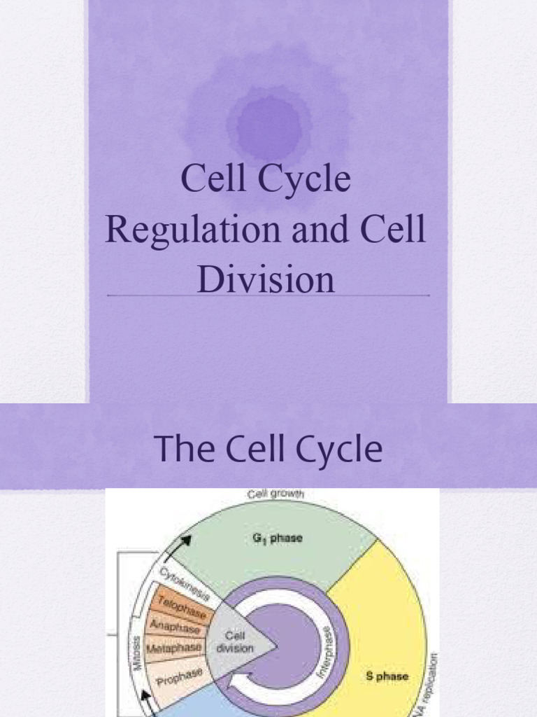 Cell Cycle Regulation and Division Explained | PDF | Mitosis | Cell Cycle