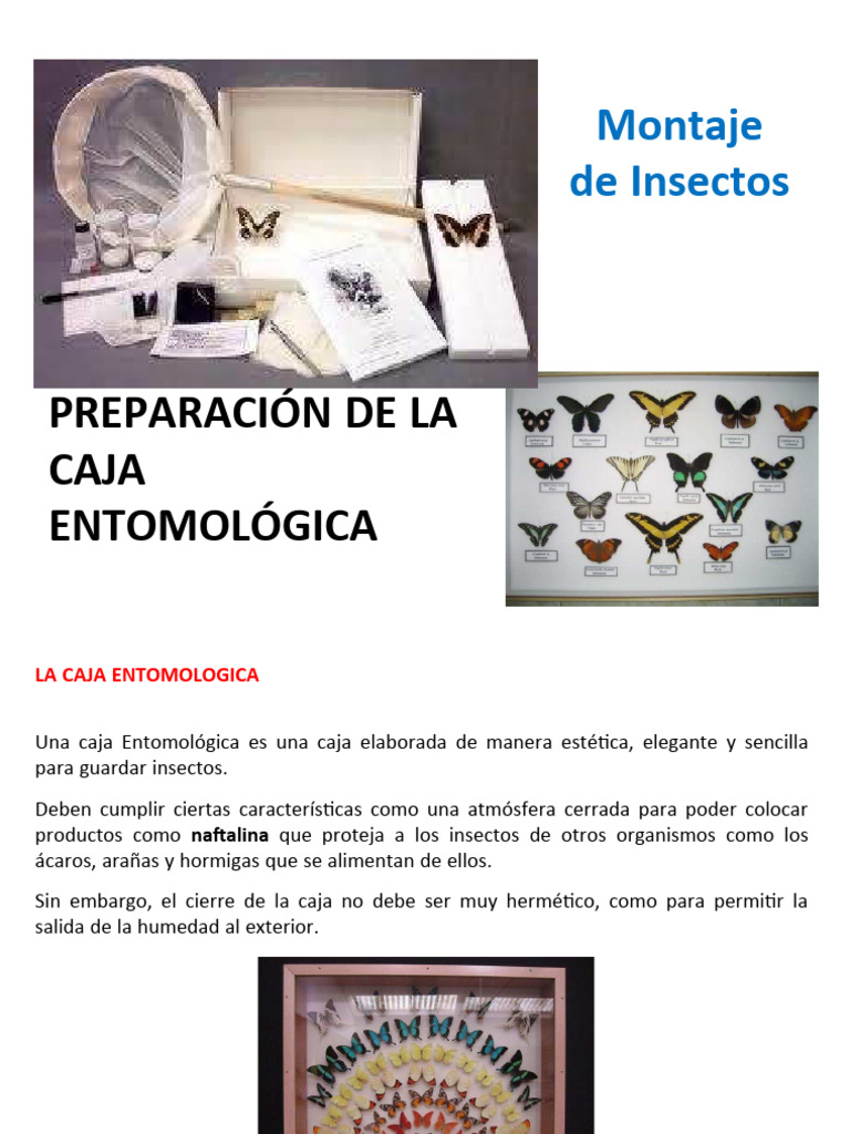 PREPARACION DE LA CAJA ENTOMOLOGICA Mont | PDF | Insectos | Papel