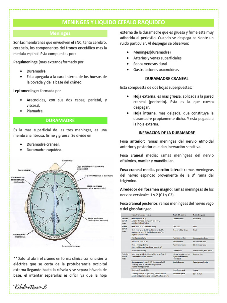 Meninges y LCR | PDF | Fluido cerebroespinal | Cerebro