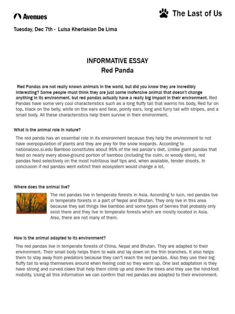 Informative Essay - Final Version | PDF | Giant Panda | Bamboo