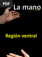 Anatomía de la Muñeca y Mano | PDF | Mano | Sistema musculoesquelético