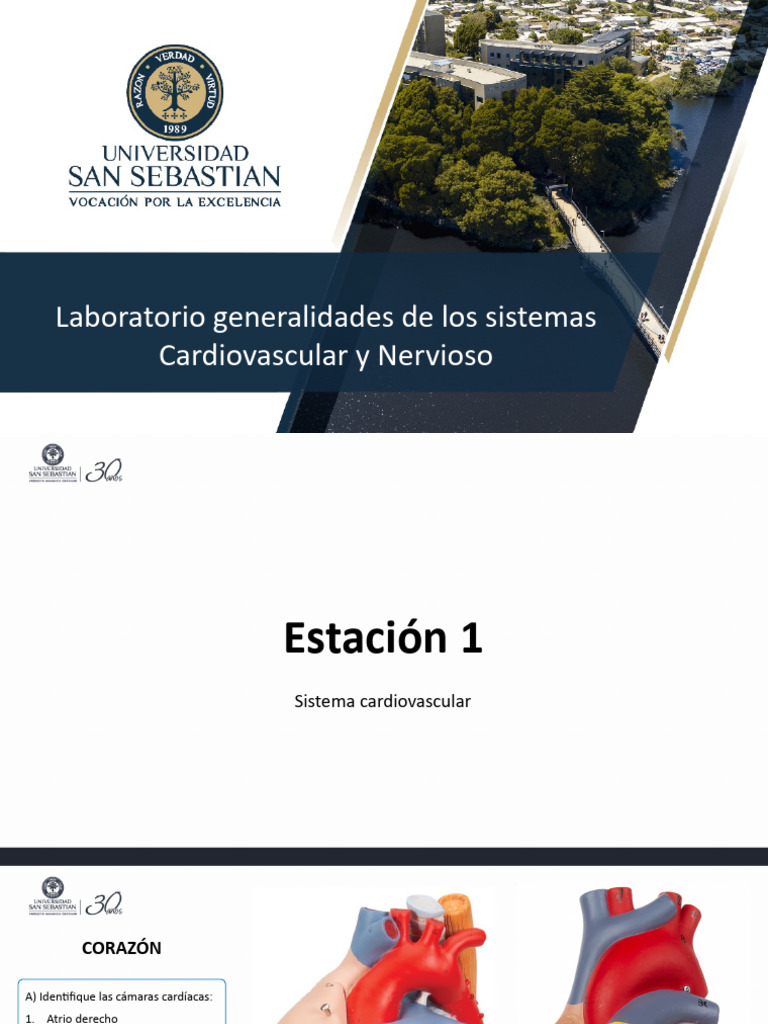 Lab 3 Morfo | PDF