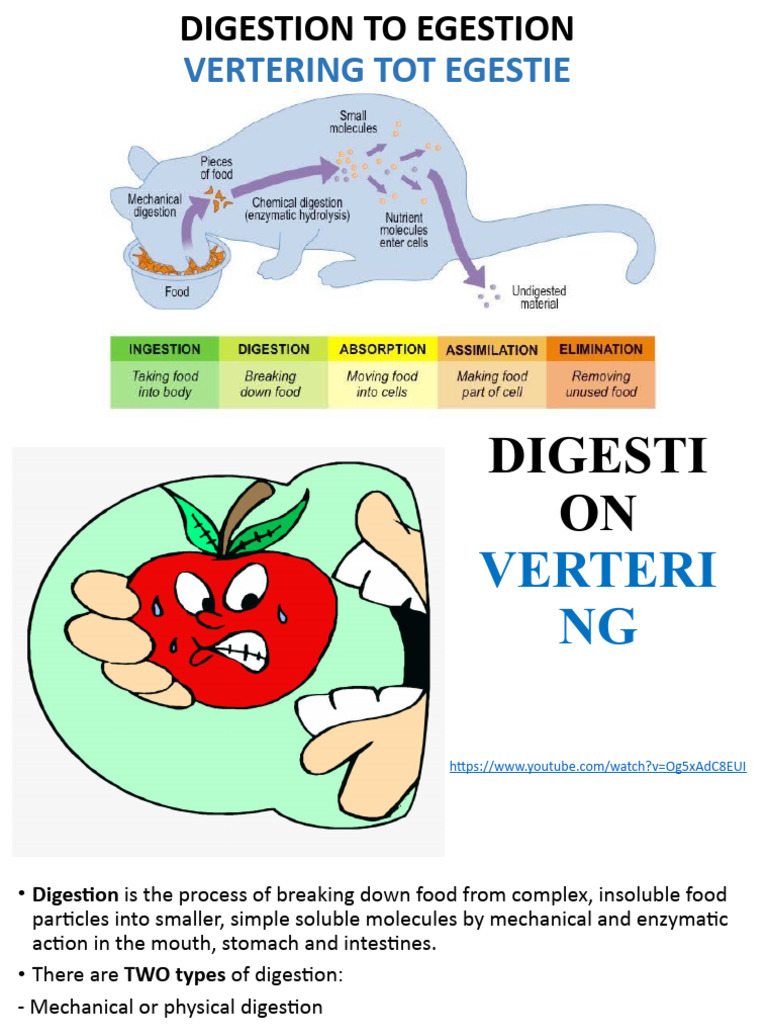 Understanding Digestion and Egestion | PDF | Small Intestine | Digestion