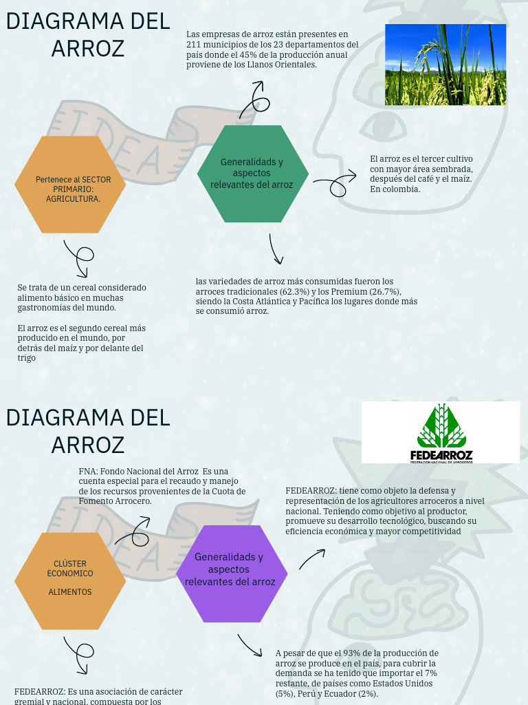 diagrama del arroz | PDF | Arroz | Agricultura