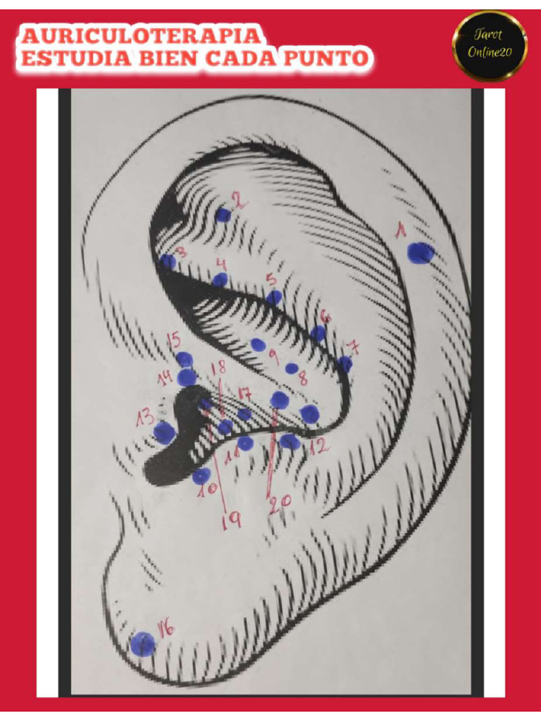 00 Partes de La Oreja …. | PDF