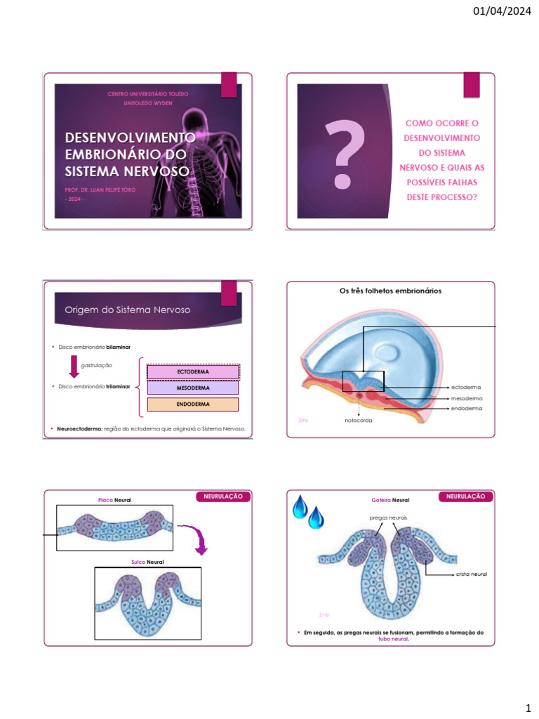 2024 - T3 Desenvolvimento Embion Rio Do Sistema Nervoso 2 | PDF ...