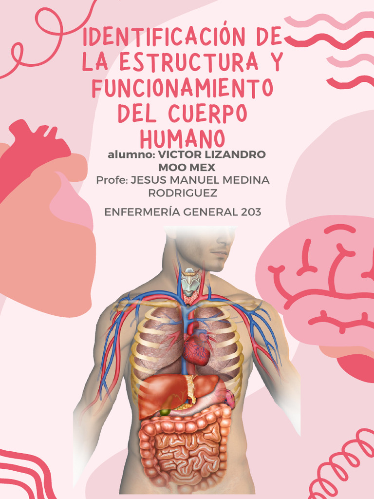 Moo Mex Victor Lizandro Act de Aprendizaje 1.2 | PDF | Abdomen | Médula espinal