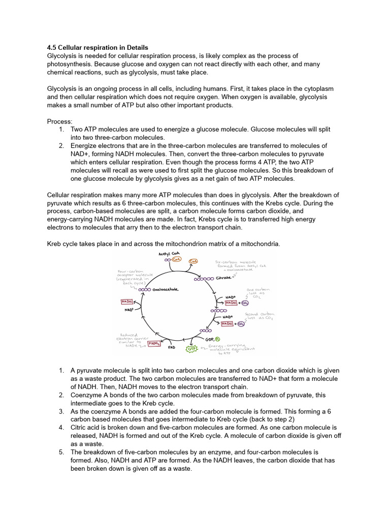 Biology | PDF | Cellular Respiration | Diet & Nutrition
