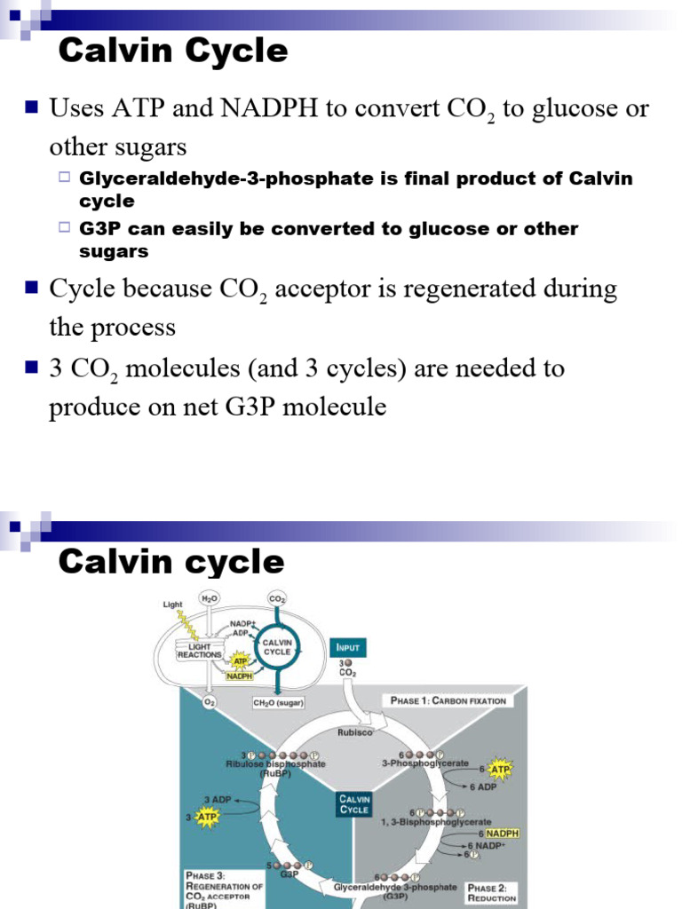 Calvin cycle | PDF | Photosynthesis | Photochemistry
