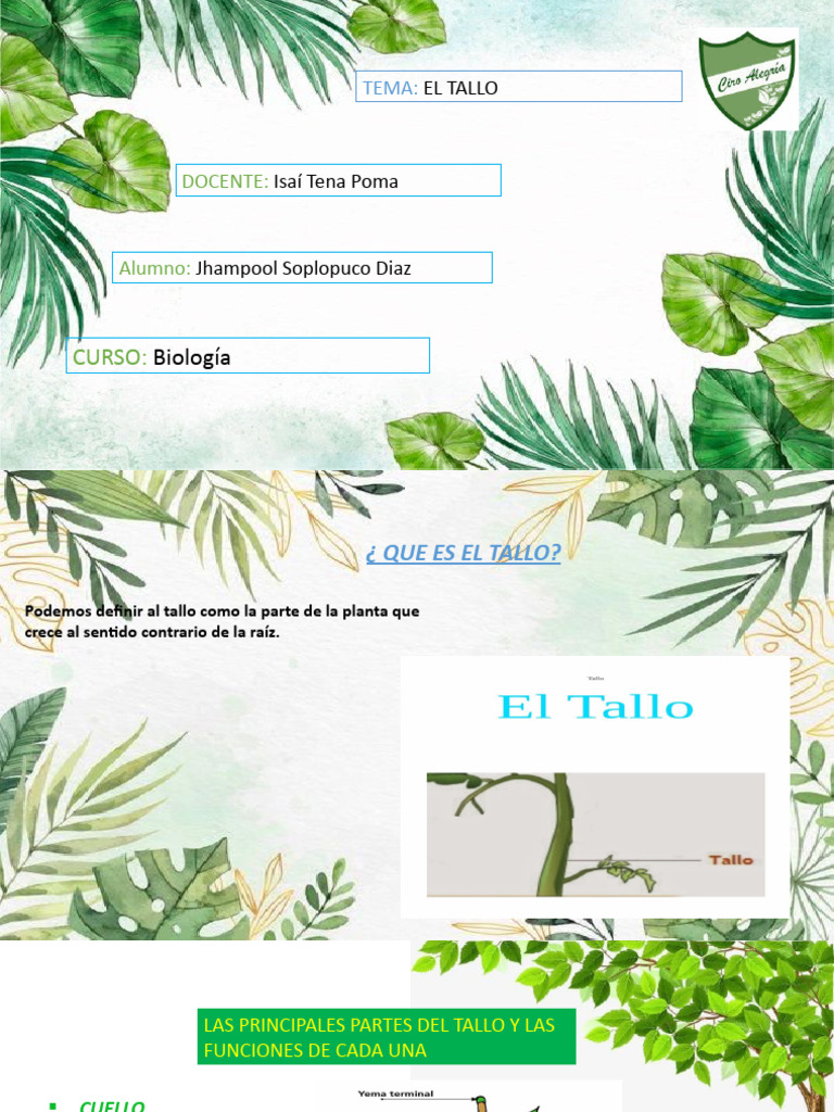 Partes y Funciones del Tallo en Plantas | PDF