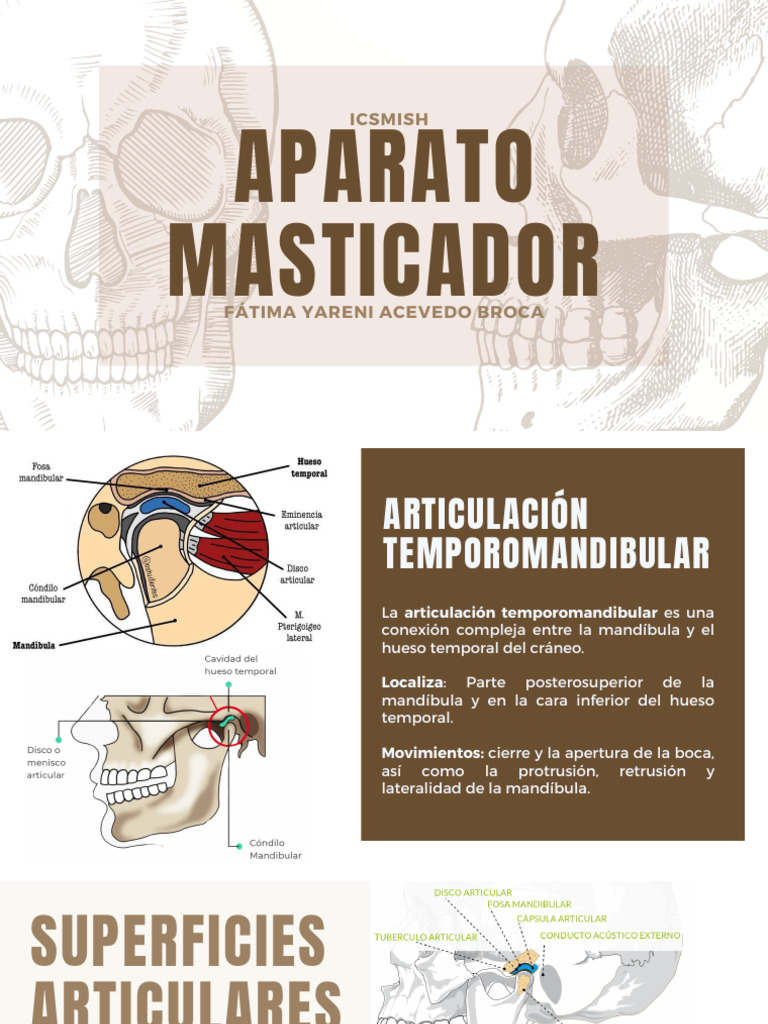 Aparato Masticador | PDF | Cabeza y cuello humanos | Anatomía