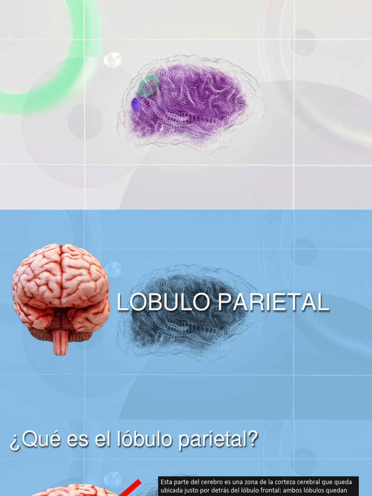 Funciones y Ubicación del Lóbulo Parietal | PDF | Cerebro | Lobulo parietal